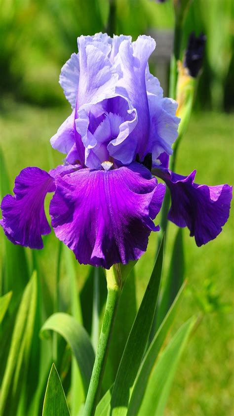 Iris Wallpapers 34 Free Background Images Wallpapergap