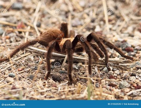 Tarantula Migration Stock Image Image Of Survival Venoumous 21552535