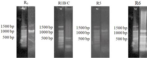Dendrogram Of The Physical And Chemical Soil Properties Download Scientific Diagram