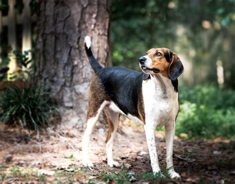 Treeing Walker Coonhound Goofytails