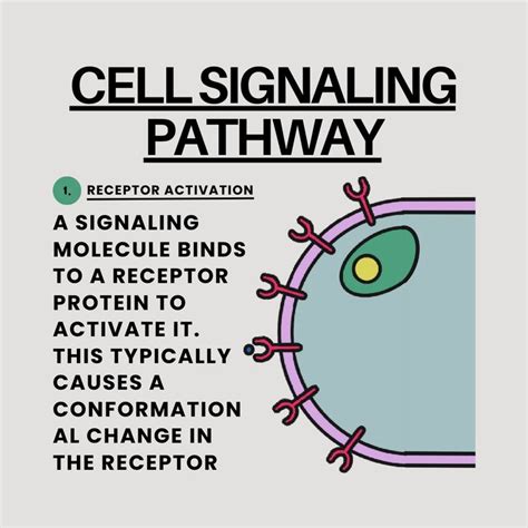 biology cell signaling⁠ pathway biology life sciences algorithm