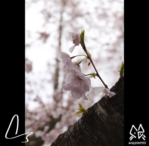 Images How To Layer Photos On Top Of Watermark With Imagemagick