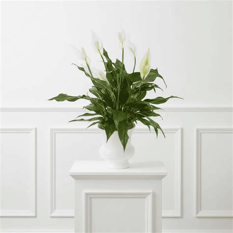 Peace Lily Wright Funeral Home And Crematory
