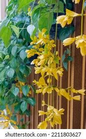 1 231 Five Lobed Leaf Images Stock Photos Vectors Shutterstock