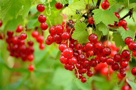 Currant Plants Archives Isons Nursery And Vineyard