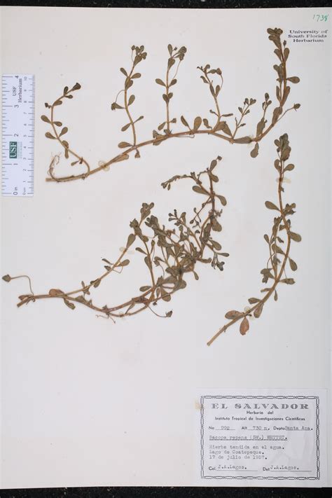Specimen Details Plant Atlas