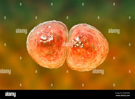 Streptococcus Pneumoniae Bacteria Illustration Stock Photo Alamy