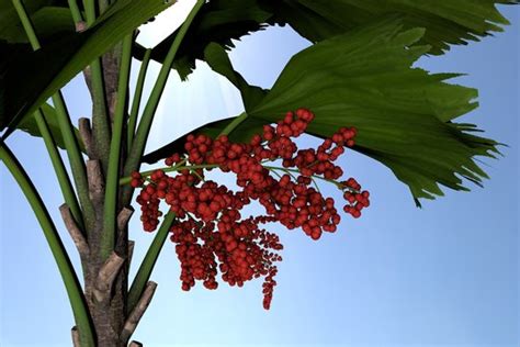 "Licuala Grandis" Images – Browse 166 Stock Photos, Vectors, and Video ...