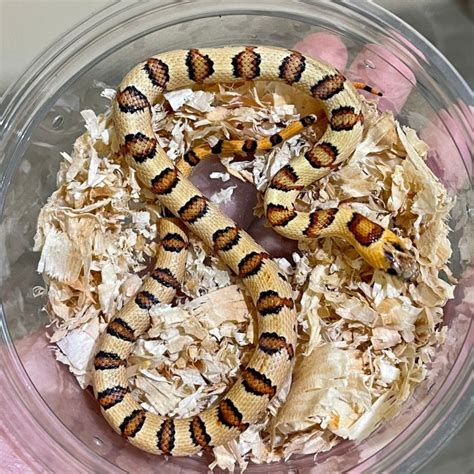 Jual Thayeri Kingsnake Male Female No Cornsnake Bp Ball Python Retic