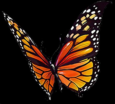 Monarch Butterfly Png Images 200
