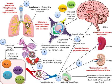 Lytic Cycle Definition Steps Importance Examples Biology Notes Online