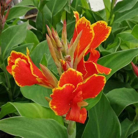 22 Popular Types Of Canna Pictorial Guide