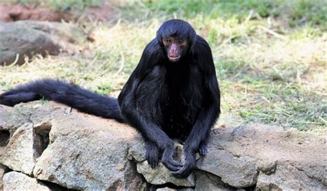 Mono Araña Características Hábitat Dónde Vive Peligro De Extinción