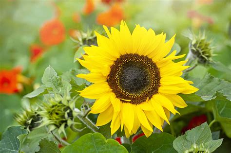 When To Plant Sunflowers In Sc Citizenside