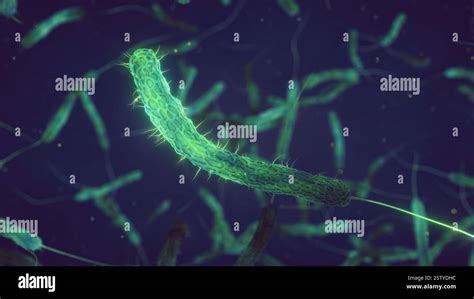 Cholera Bacteria Vibrio Cholerae Is A Gram Negative Bacterium Cholera