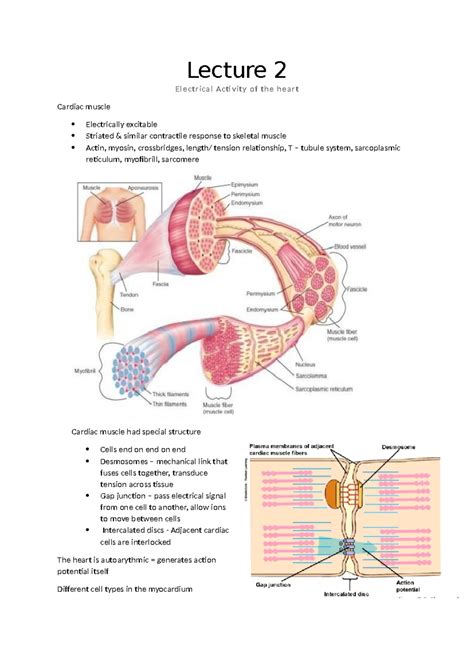 Lecture 2 Lecture 2 Electrical Acti Vity Of The Heart Cardiac Muscle