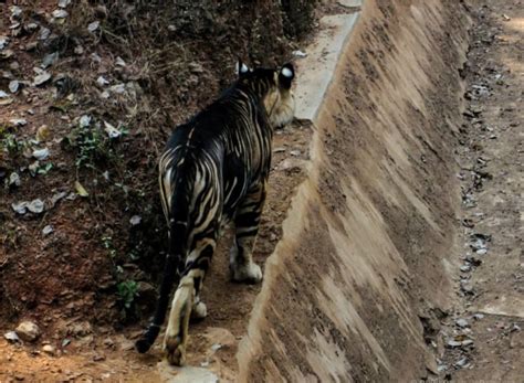 Melanistic Black Tiger With Rare Black Stripes Was Spotted Walking In
