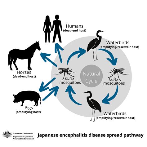 Japanese Encephalitis Almostadoctor