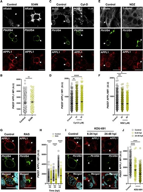 Active Appl1 Sequestration By Plasmodium Favors Liver Stage Development Cell Reports