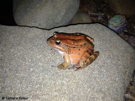 California Red Legged Frog Rana Draytonii