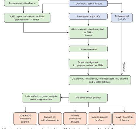 Figure 1 From A Cuproptosis Related Long Non Coding Rna Signature To Predict The Prognosis And