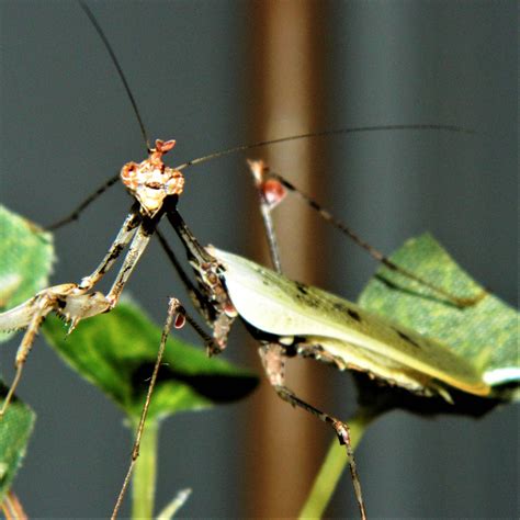 Buy Cryptic Mantis S Pretiosa For Sale At Panterra Pets
