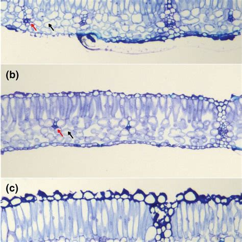 Illustration Of The Differences Between Typical C3 And C4 Leaf Anatomy
