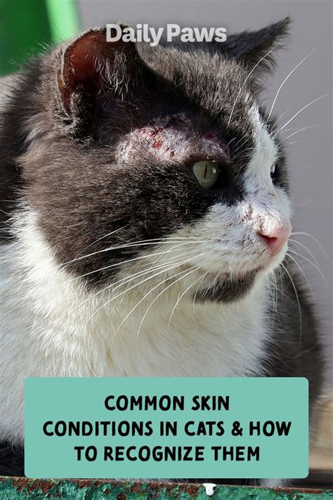 Common Skin Conditions In Cats And How To Recognize Them Cat Nail