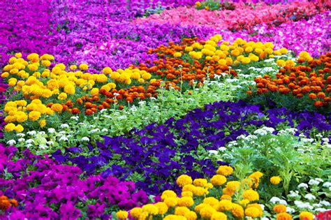 Premium Photo Field Of Flowers Of Different Colors
