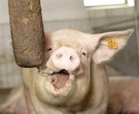 Игрово оборудване за малки прасета Български Фермер