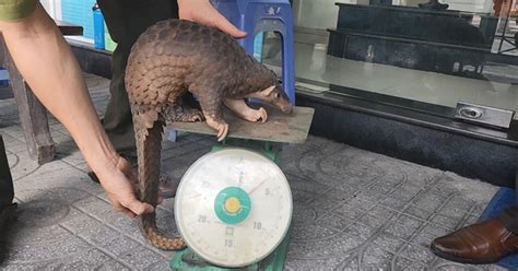 2 Kỹ Sư Nhặt được Tê Tê Java Quý Hiếm Nặng 4kg ở Ven đường Tuổi Trẻ Online