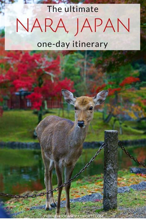 The Nara Park Deer And 3 Other Delightful Things To See In Nara Japan