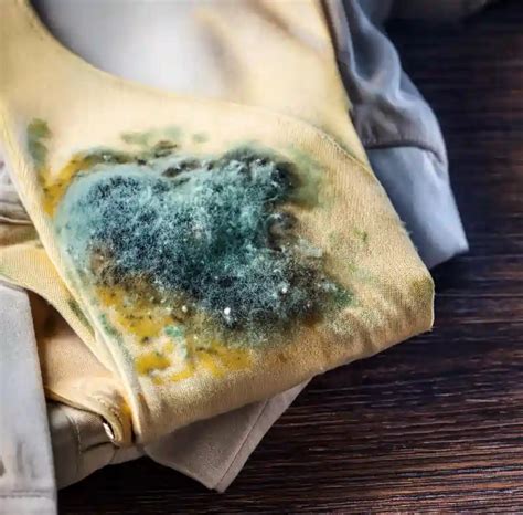 How To Get Mold Out Of Clothes 6 Genius Solutions To Try