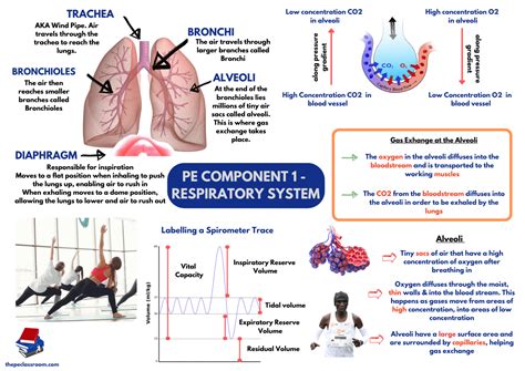 Pe Cheat Sheets Download The Pe Classroom