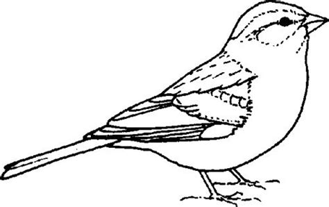 Sparrow Drawings