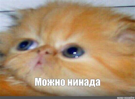 Мем Можно нинада Все шаблоны Meme