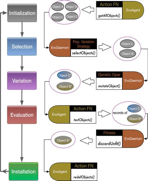 evolutionary loop the left side shows the different stages and the