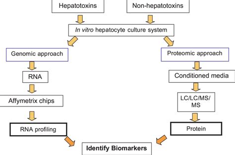 —an Algorithm For The Use Of In Vitro Cell Lines To Identify Potential