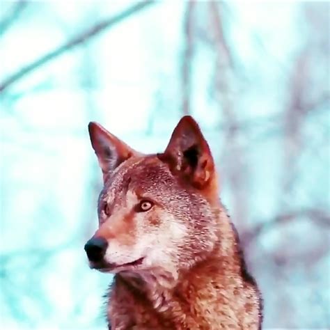 زوزه گرگ سرخ