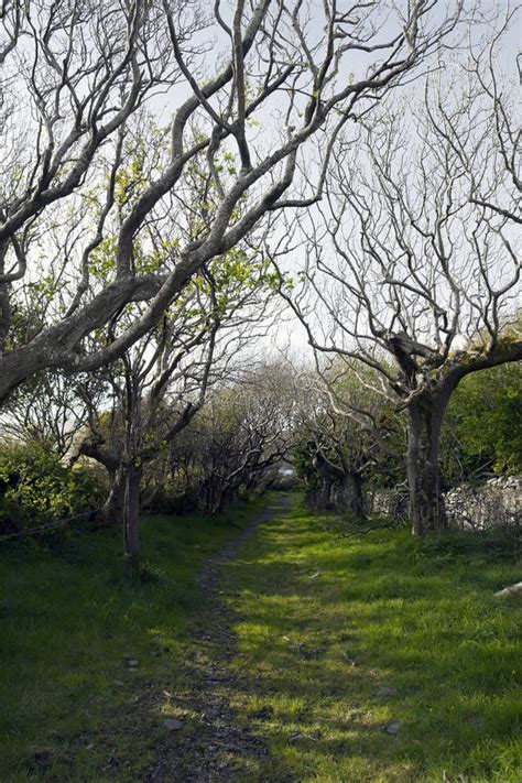 Tree Lined Path Stock Photo Image Of Garden Park Nature 29526368