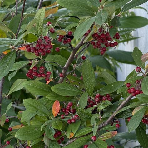 Aronia Arbutifolia Brilliantissima Red Chokeberry Tidal Roots