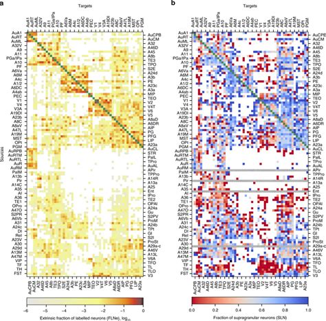 Cortico Cortical Connection Matrices Available Through The Resource Download Scientific