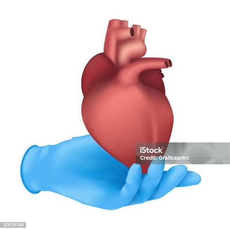 인간의 심장 내부 신체 부위를 들고 파란색 고무 장갑에 손을 가진 현실적인 의료 기관 개념 흰색 배경에 격리 된 순환 계통의 벡터 해부학 그림 3차원 형태에 대한 스톡 벡터
