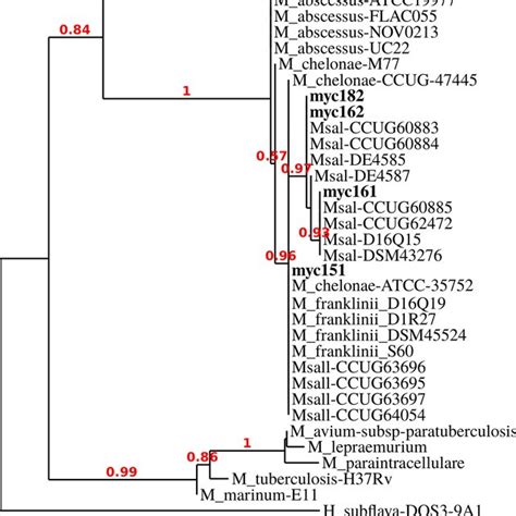 Functional Classification Of Annotated Genes Of Mycobacterium Isolates