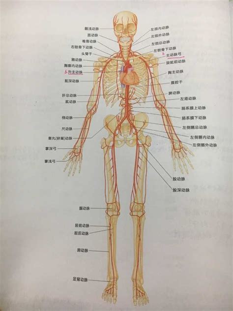 人的四肢血管分布及走向？是不是左右对称的？ 知乎