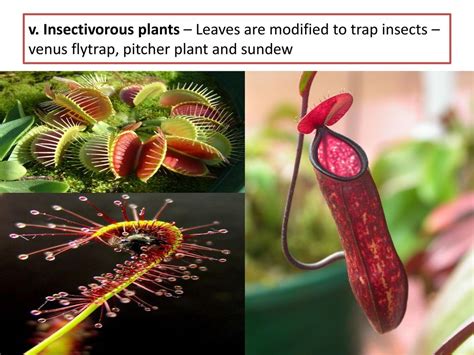 Modified Leaves Examples