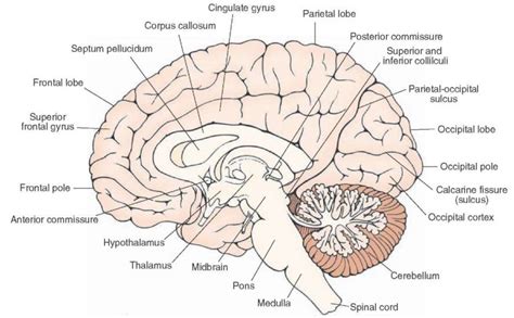 Corpus Callosum Function Definition Location And FAQs