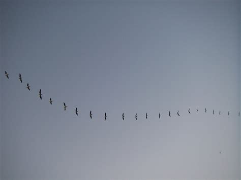 Sutter Bypass Fishing And The State Of Things Bifurcate In The Road