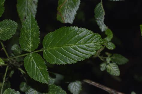 Rubus Macilentus Eflora Of India