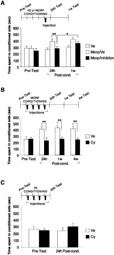 Protein Synthesis Is Required For The Induction Of Mcpp A C Values Download Scientific